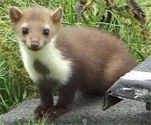 Reprodução da Fuinha: Filhotes e Período de Gestação – Mundo Ecologia