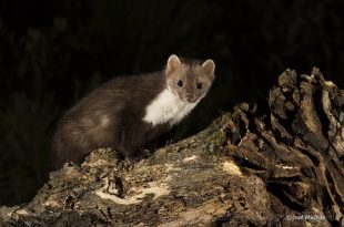 Alimentação da Fuinha: O Que Elas Comem? | Mundo Ecologia