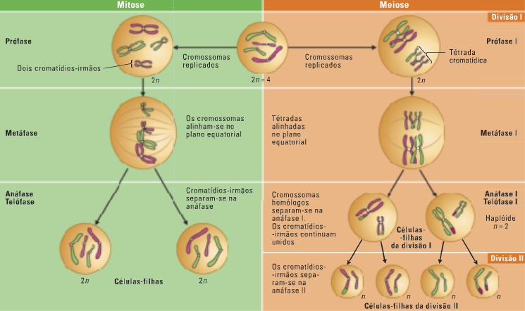 Qual é a Principal Função e Objetivo da Meiose? | Mundo Ecologia