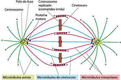 O Que é Fuso Mitótico e Qual sua Importância? | Mundo Ecologia
