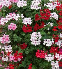 Quais os Benefícios do Gerânio e seus Malefícios? – Mundo Ecologia