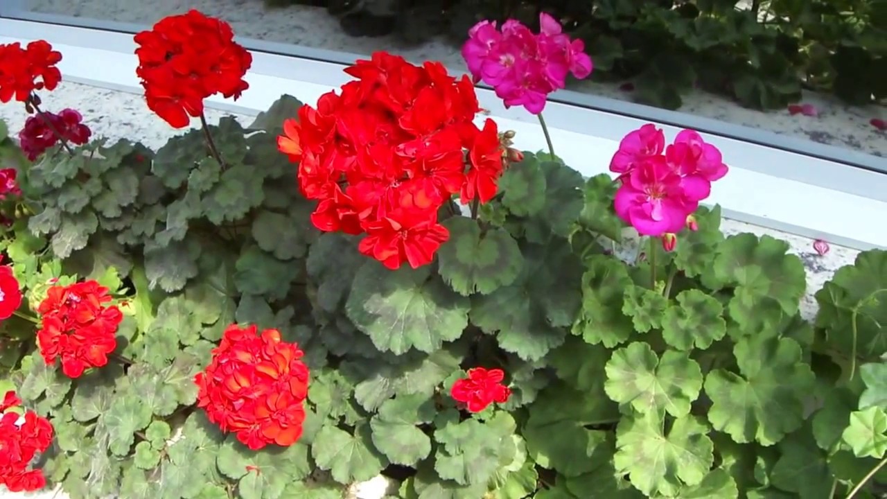 História da Flor Gerânio, Significado, Origem da Planta e Fotos – Mundo ...