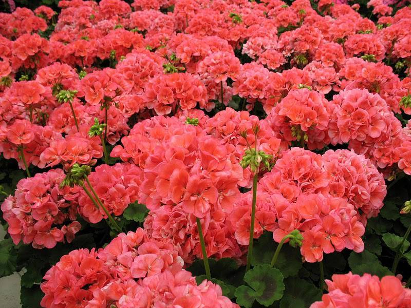 Para Que Serve o Chá de Gerânio? Passo a Passo de Como Fazer | Mundo ...