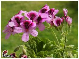 Gerânio Cheiroso: Como Cuidar, Características e Fotos | Mundo Ecologia