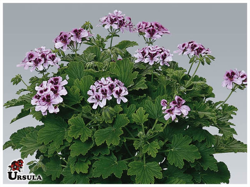 Gerânio Cheiroso: Como Cuidar, Características e Fotos | Mundo Ecologia