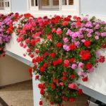 Gerânio Pendente: Como Cultivar, Características e Fotos | Mundo Ecologia