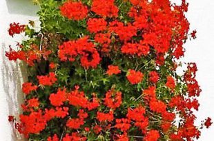 Gerânio Pendente: Como Cultivar, Características e Fotos | Mundo Ecologia