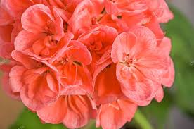 Gerânio Pendente: Como Cultivar, Características e Fotos | Mundo Ecologia