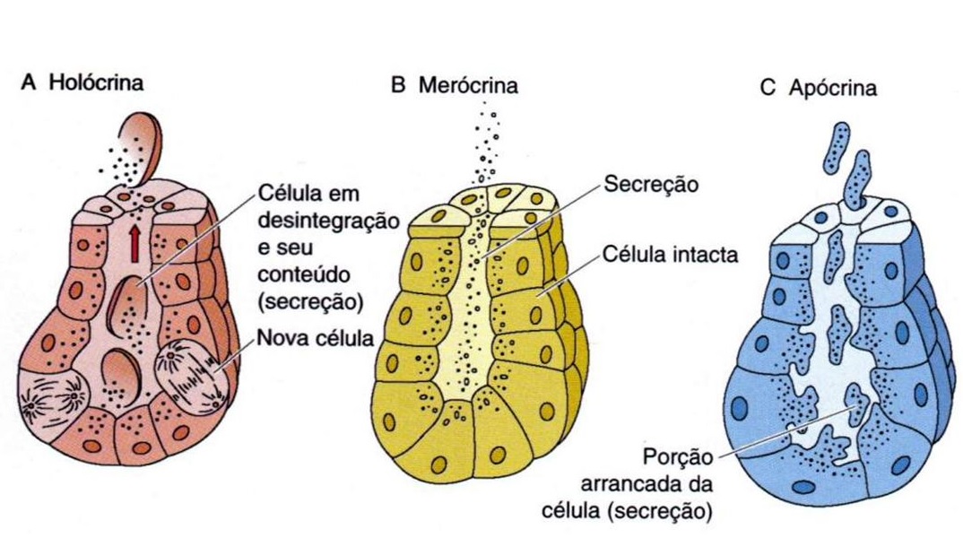 O Que São Cílios e Células Caliciformes e Quais Suas Funções? – Mundo ...