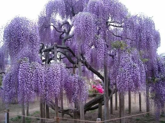 Como e Quando Podar Glicínia? Passo a Passo de Como Fazer – Mundo Ecologia