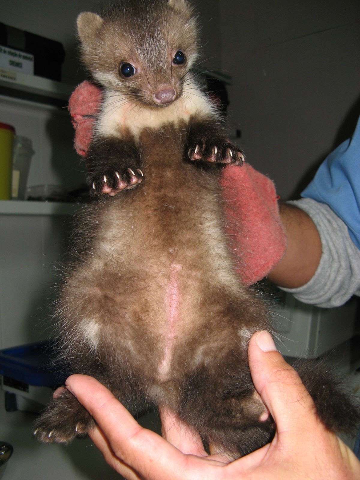 Comportamento da Fuinha, Hábitos e Modo de Vida do Animal – Mundo Ecologia