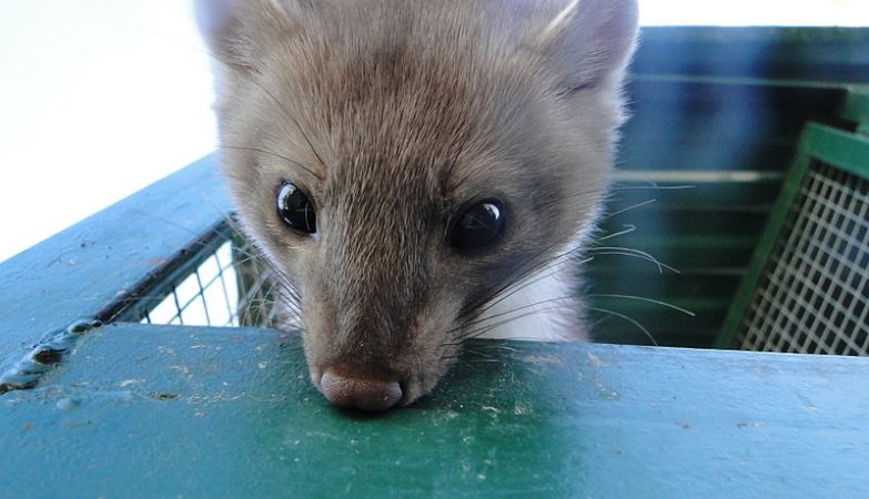 Comportamento da Fuinha, Hábitos e Modo de Vida do Animal – Mundo Ecologia
