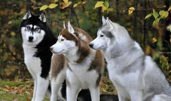 Husky Siberiano Cores: Marrom, Branco, Preto, Cobre e Cinzento | Mundo ...