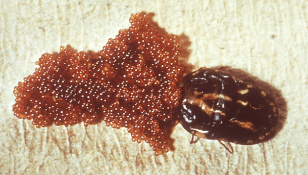 Barata Oriental: Características, Nome Científico e Fotos – Mundo Ecologia