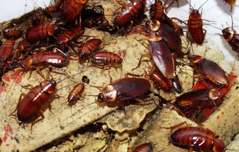 Barata Morde? O Que Fazer Se Uma Barata Te Morder? | Mundo Ecologia