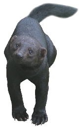 História da Irara e Origem do Animal – Mundo Ecologia