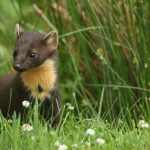 História da Irara e Origem do Animal – Mundo Ecologia