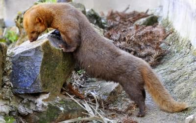 História da Irara e Origem do Animal – Mundo Ecologia