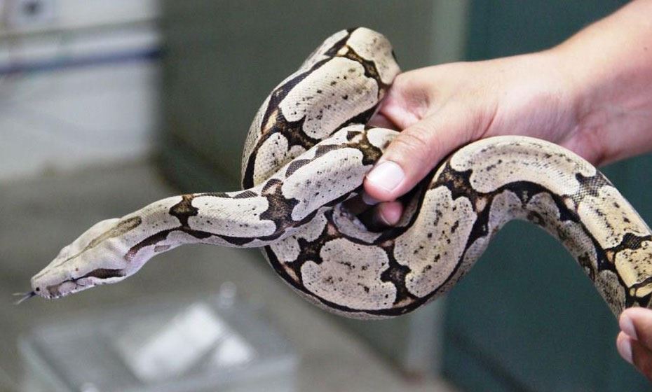 Cobra Jiboia Tem Dentes? Ela Ataca O Ser Humano? | Mundo Ecologia