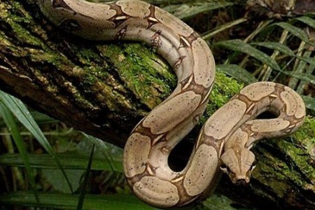 Reprodução Da Jiboia: Filhotes E Período De Gestação | Mundo Ecologia