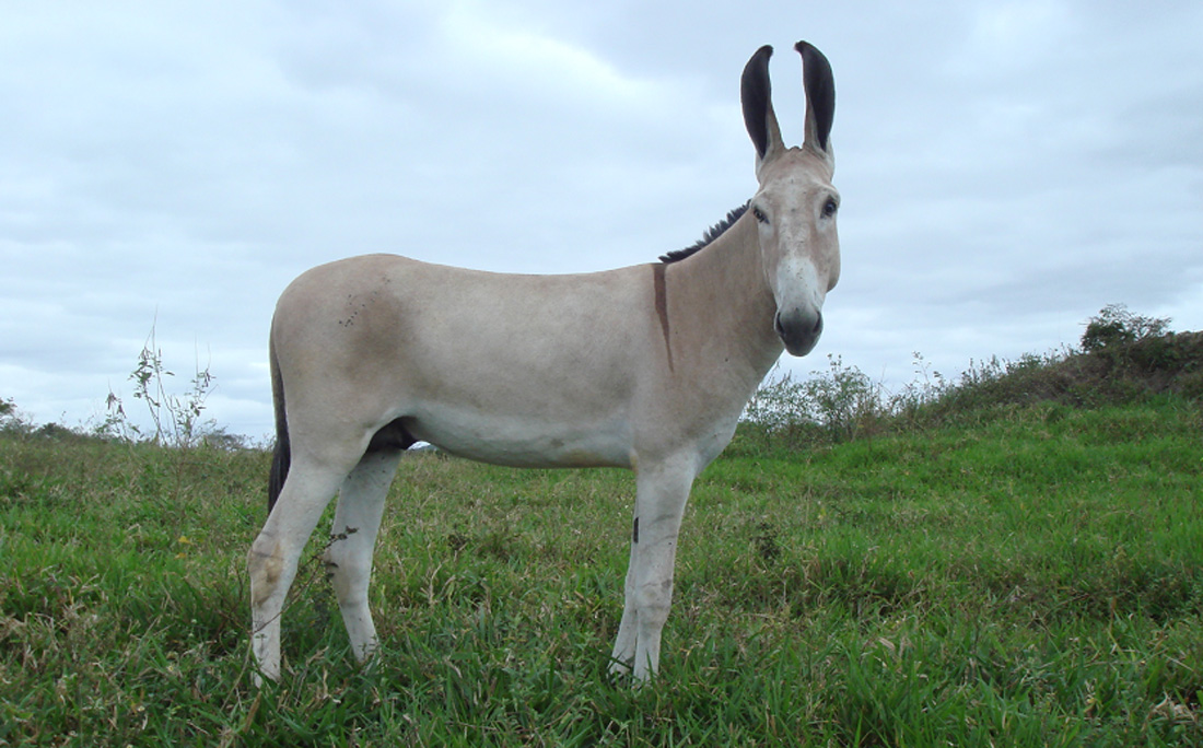Jumento Pêga: Características, Nome Cientifico e Fotos | Mundo Ecologia