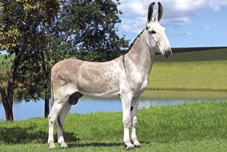 Jumento Pêga: Características, Nome Cientifico e Fotos | Mundo Ecologia