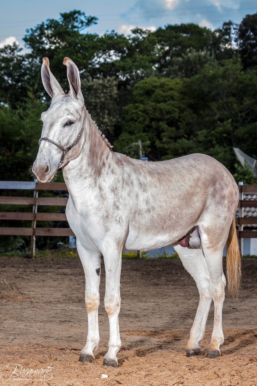Jumento Pêga: Características, Nome Cientifico e Fotos | Mundo Ecologia