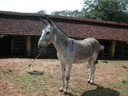 Jumento Pêga: Características, Nome Cientifico e Fotos | Mundo Ecologia
