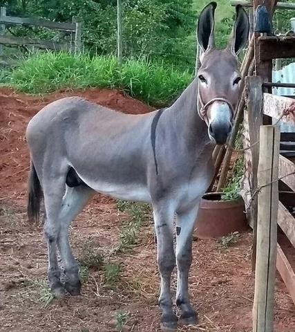 Jumento Pêga: Características, Nome Cientifico e Fotos | Mundo Ecologia
