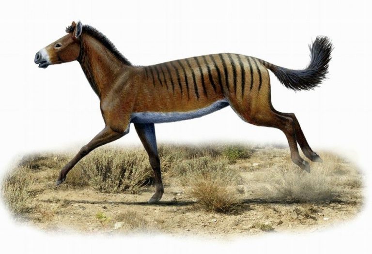 Hyracotherium: Características, Curiosidades, Habitat e Fotos | Mundo ...