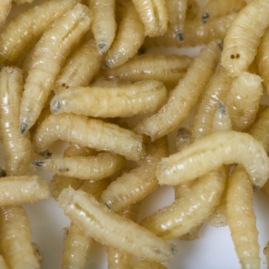 Quanto Tempo Demora Para Nascer Uma Larva de Mosca? – Mundo Ecologia