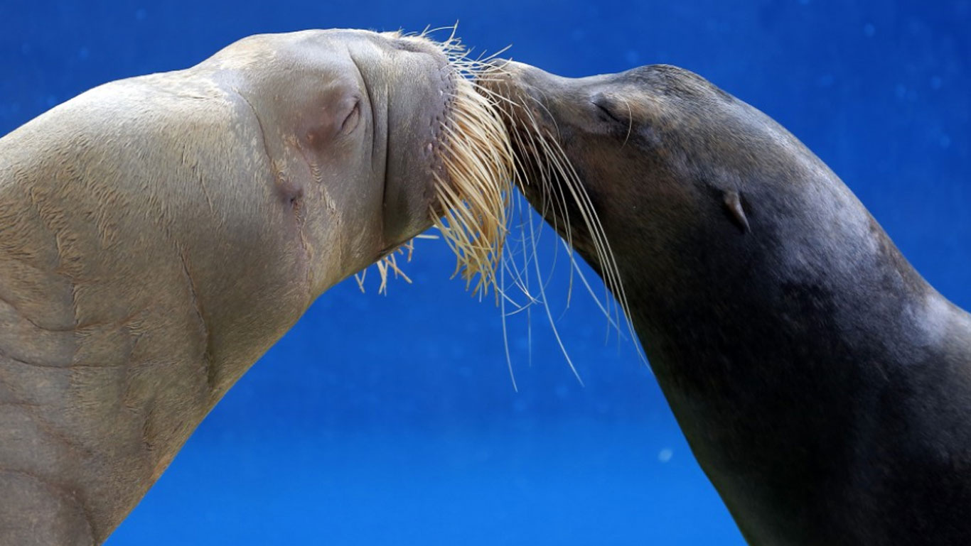 Diferenças Entre Lobo Marinho, Foca, Morsa e Leão Marinho | Mundo Ecologia