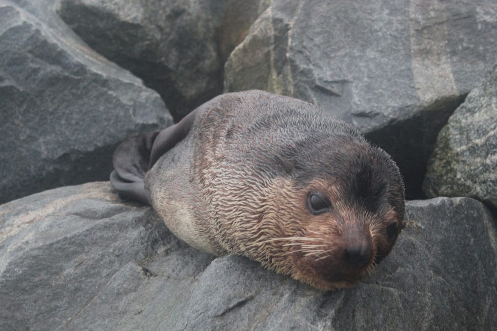 Lobo-Marinho: Curiosidades e Fatos Interessantes Sobre o Animal | Mundo ...