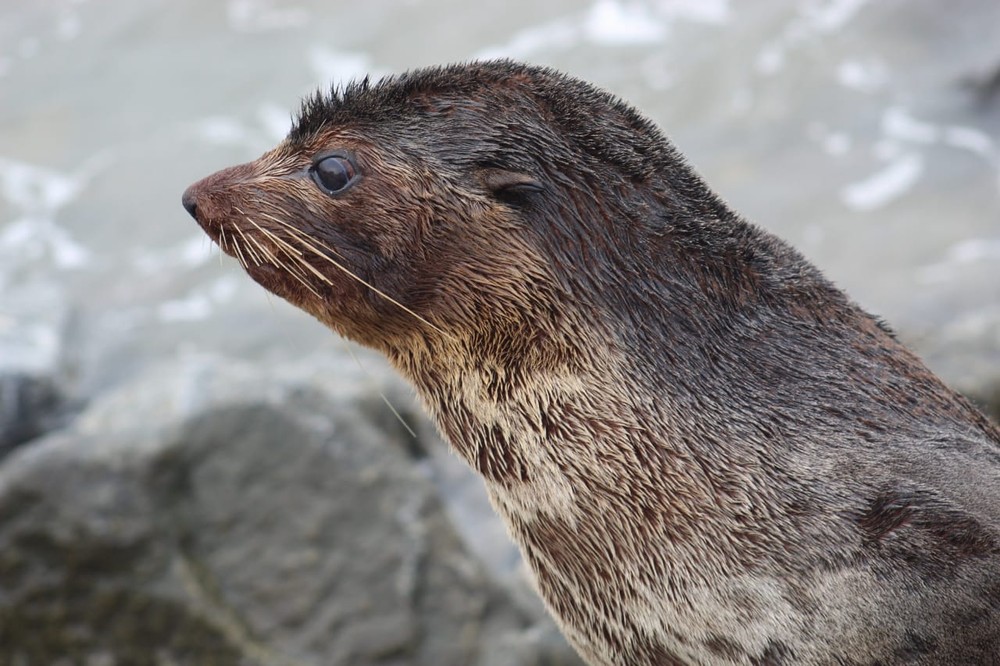 Lobo-Marinho: Curiosidades e Fatos Interessantes Sobre o Animal | Mundo ...