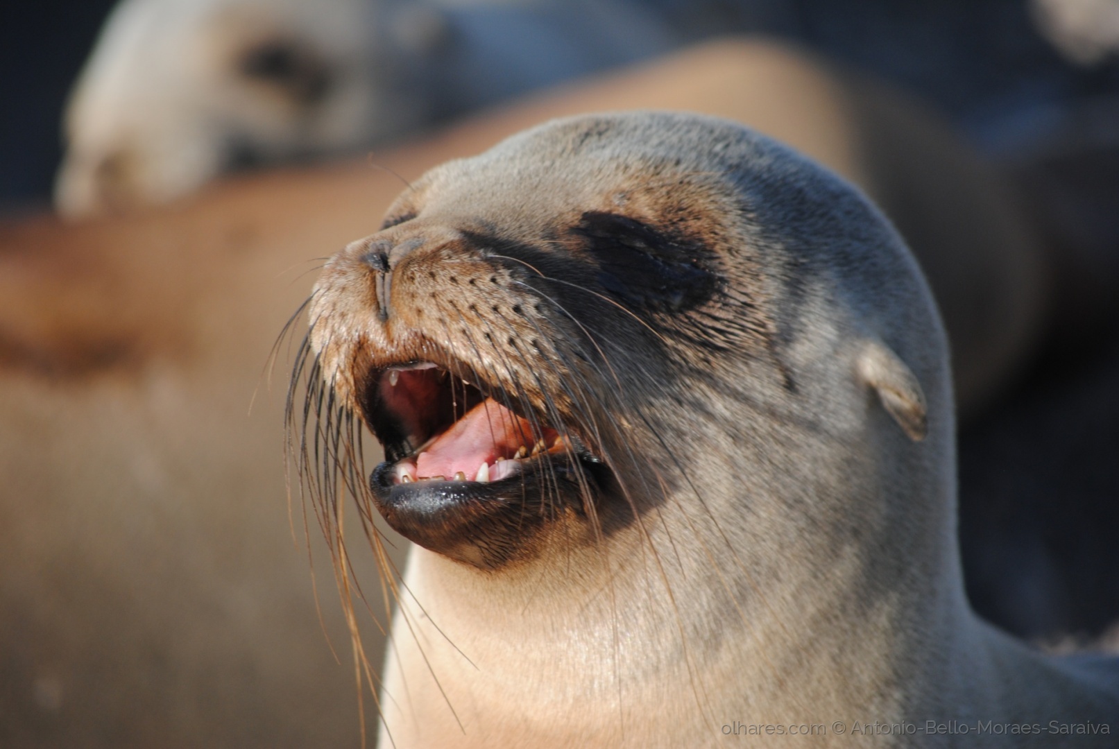 Lobo Marinho de Galápagos: Características, Habitat e Fotos – Mundo ...