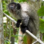 Macaco Guigó: Características, Habitat, Nome Científico E Fotos | Mundo ...
