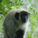 Macaco Guigó: Características, Habitat, Nome Científico E Fotos | Mundo ...