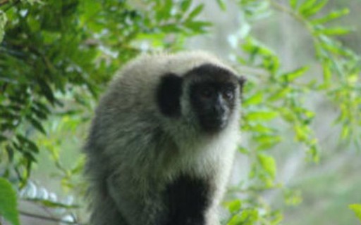 Macaco Guigó: Características, Habitat, Nome Científico E Fotos | Mundo ...