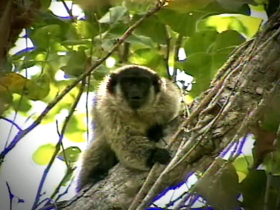 Macaco Guigó: Características, Habitat, Nome Científico E Fotos | Mundo ...