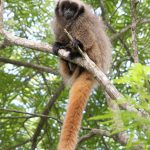 Macaco Guigó: Características, Habitat, Nome Científico E Fotos | Mundo ...