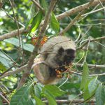 Macaco Guigó: Características, Habitat, Nome Científico E Fotos | Mundo ...