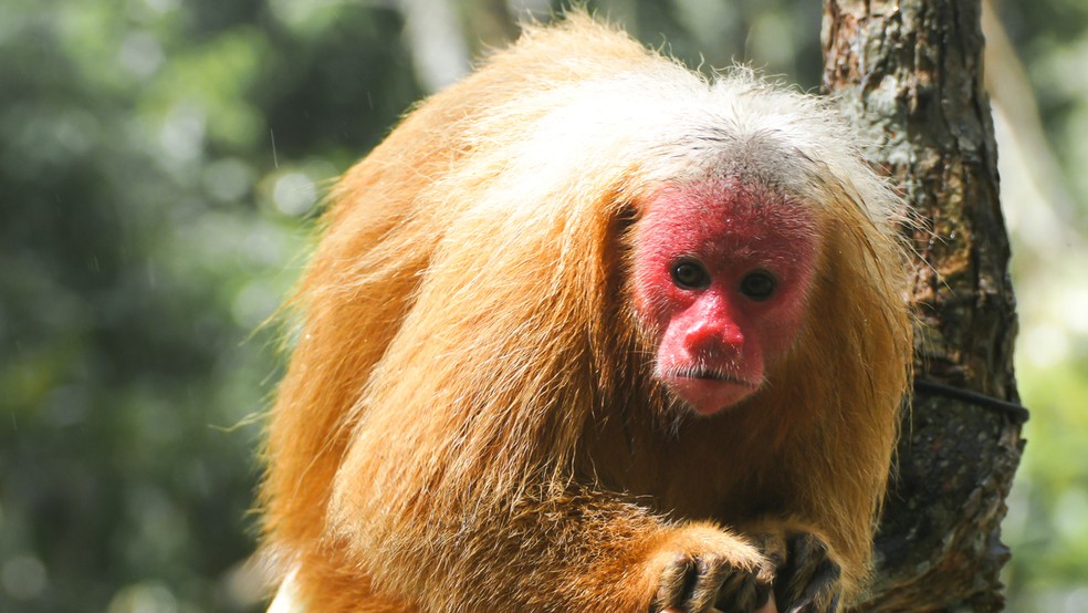 Macaco Parauaçu-Branco ou Acari: Características e Fotos | Mundo Ecologia