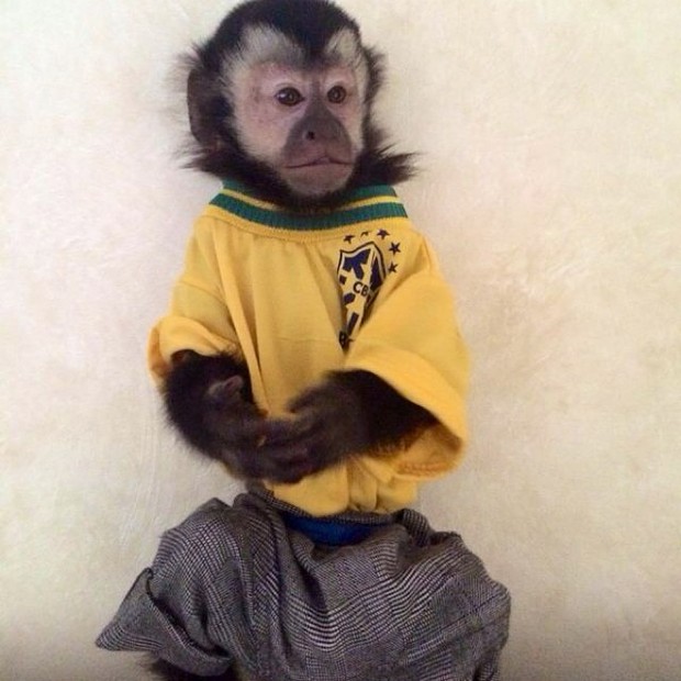 Como Comprar um Macaco de Estimação no Brasil Legalmente? | Mundo Ecologia