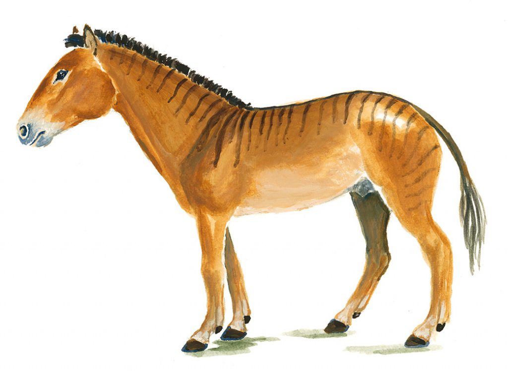 Hyracotherium: Características, Curiosidades, Habitat e Fotos | Mundo ...