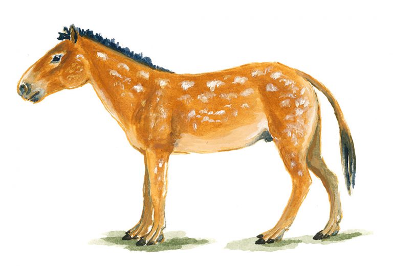 Hyracotherium: Características, Curiosidades, Habitat e Fotos | Mundo ...