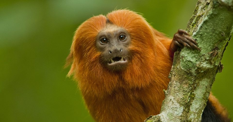 Mico-Leão-Dourado: Características, Nome Científico E Fotos | Mundo ...