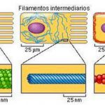 Qual é a Função dos Microtúbulos e dos Microfilamentos? | Mundo Ecologia