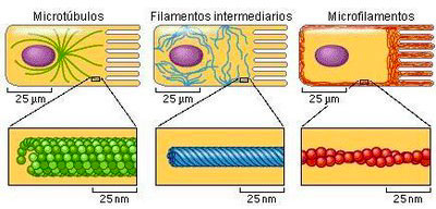Qual é a Função dos Microtúbulos e dos Microfilamentos? | Mundo Ecologia