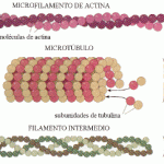 Qual é a Função dos Microtúbulos e dos Microfilamentos? | Mundo Ecologia