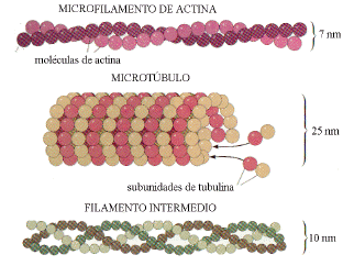 Qual é a Função dos Microtúbulos e dos Microfilamentos? | Mundo Ecologia